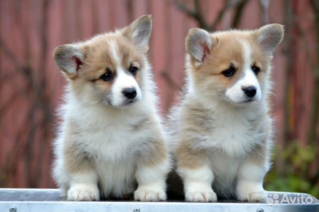 Шикарные кобели вельш корги пемброк