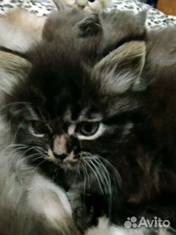 Персы классика - маленькие пушистики