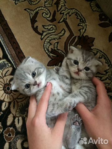 Шотландские котята