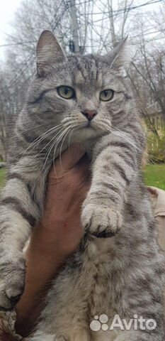 Шотланский кот Вискас 2года кастрат, привит