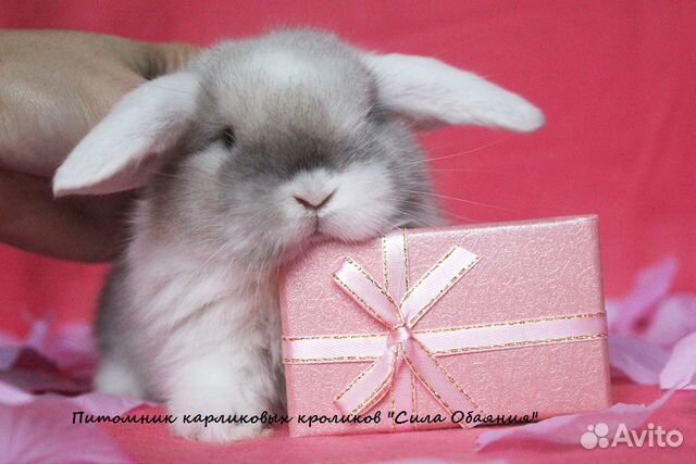 Мини-барашки (маленькие по возрасту и весу)