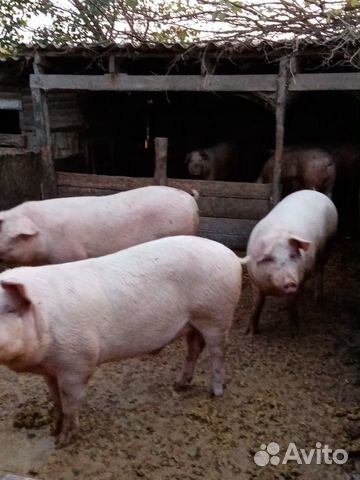 Продаются свиньи и бык
