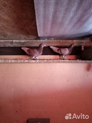 Почтовые голуби