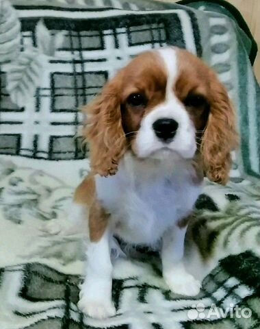 Девочка кавалер Кинг Чарльз спаниеля