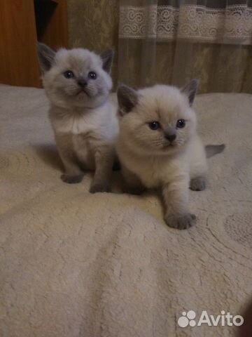 Британские котята
