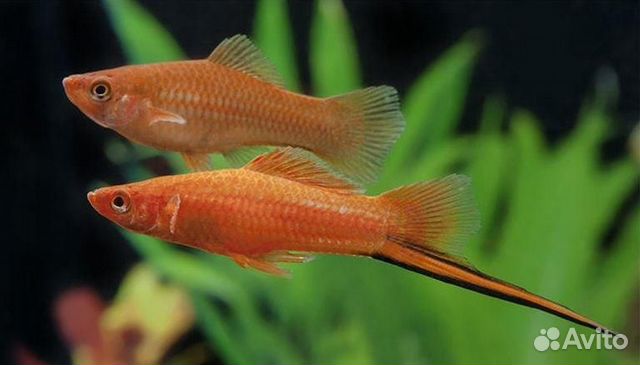 Меченосцы, 4 молодые самки