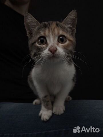 Пухляшка Тильда (2,5 мес) ищет дом