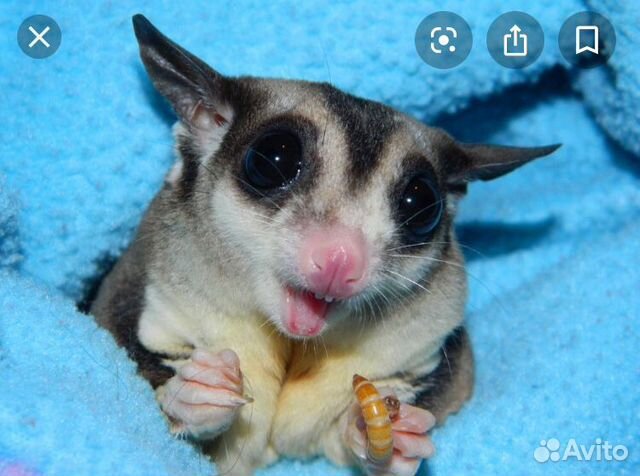 Сахарный поссум