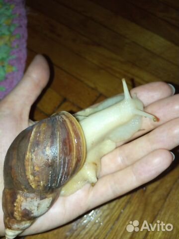 Подрощенные улитки ахатины