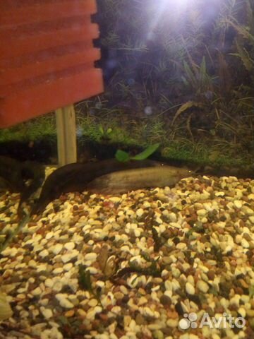 Сом (клариус) 3шт, 15 см