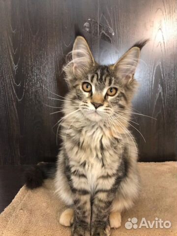 Котенок девочка Мэйн куна