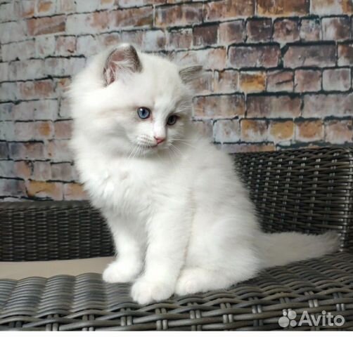 Сладкий зайка, мальчик рэгдолл