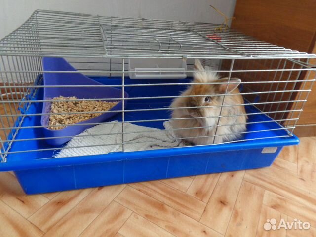 Кролик декоративный, девочка 1 год