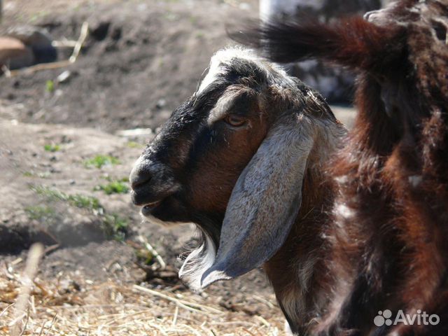 Англо-нубийские козлы для покрытия