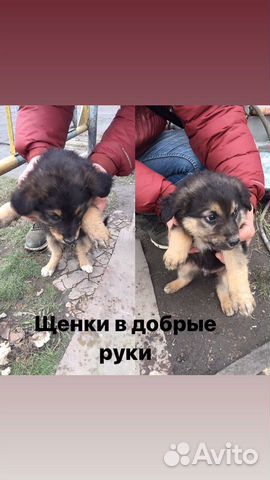 Щенки
