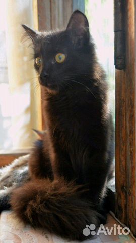 Котик Бонд 7 месяцев