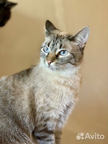 Кошечка Тая ищет дом