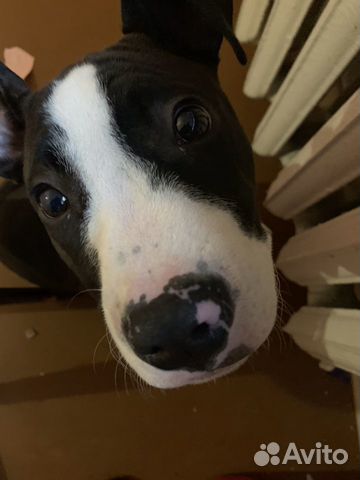 Американский Стаффордшир