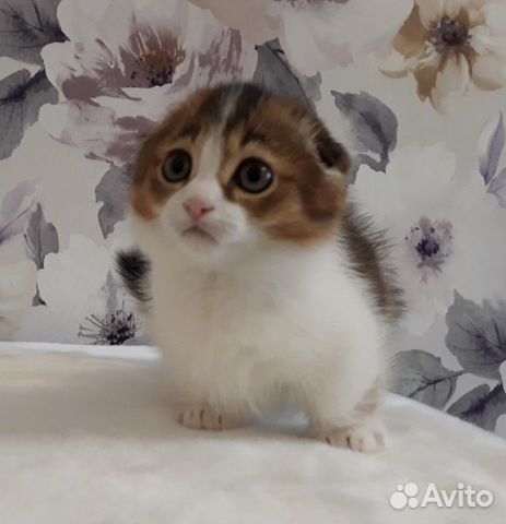 Эсклюзивный мальчик (видео)