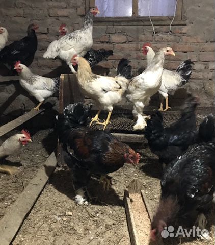 Молодые петушки