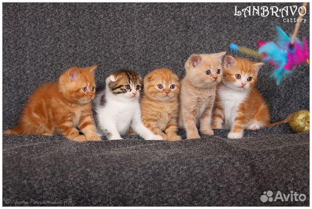 Шотландские котята