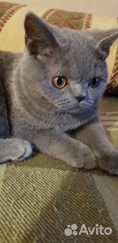 Котенок мальчик экзот шотланский 4мес привит