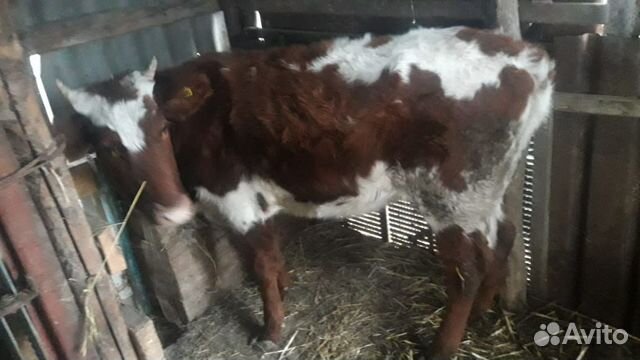 Телочку и корову
