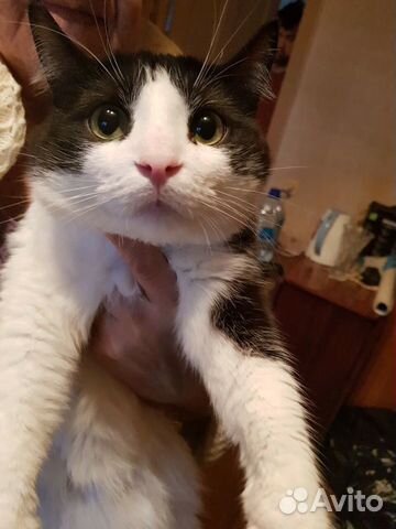 Кот бесплатно