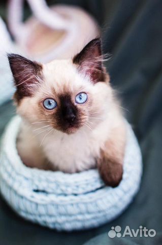 Котенок RagDoll(рэгдолл) с родословной