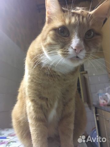 В добрые руки настоящую охотницу