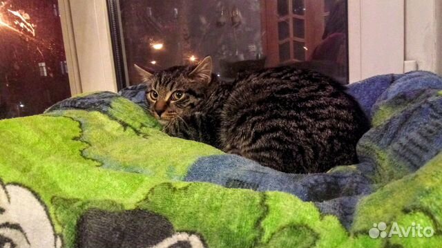 Котёнок-девочка (3 месяца)