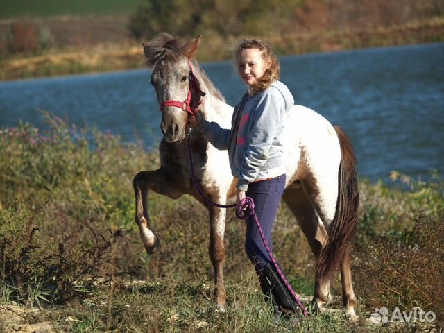 Апполузо пони обмен на корову