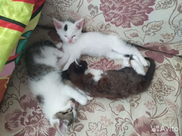 Три милых комочка ищут новых друзей