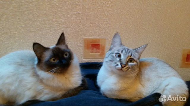 Ищем тайского кота для вязки