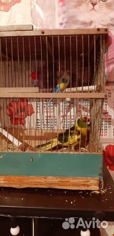 Попугай какарик