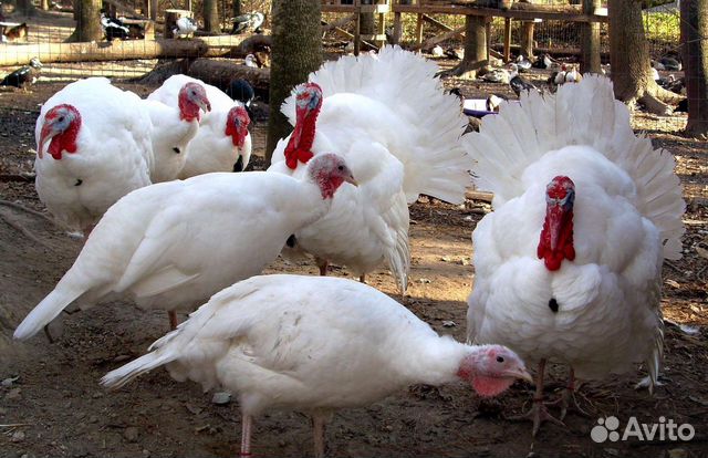 Индюки индейка индюшка