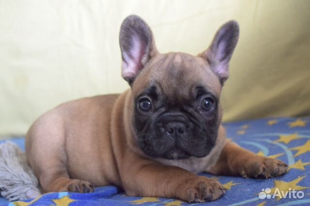 Палевая клубная красотка 3 мес