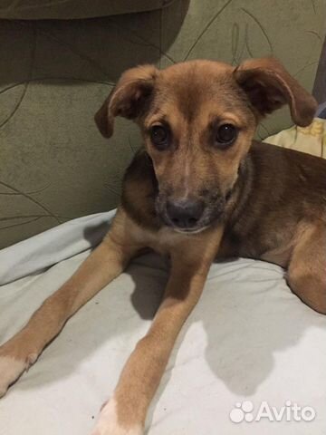 Лея 4 мес ищет дом