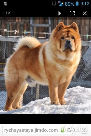 Чау - чау мальчик (смуф)