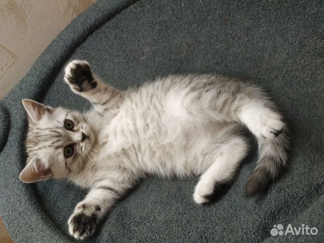Мальчик Скоттиш Страйт