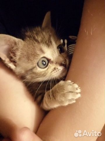Малышка ищет дом