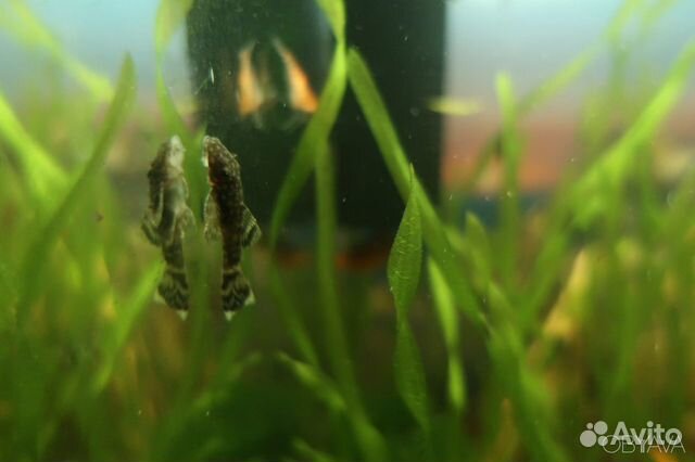 Анцтрус мальки