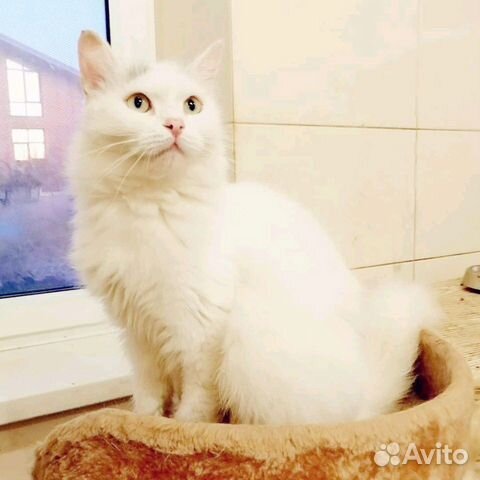 Стерилизованная ангоровая кошечка ищет семью