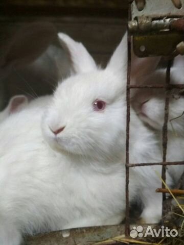 Крольчата, белый панон