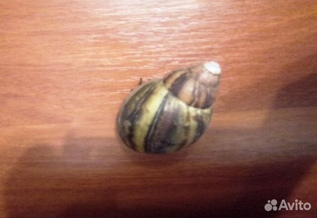 Улитка Архахатина