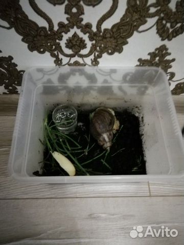 Улитка Ахатина