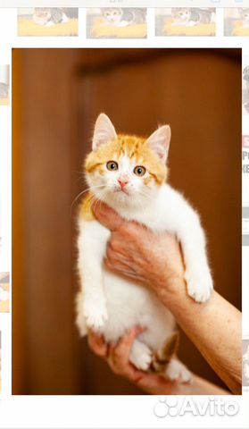 Котята Прелесть с Веснушками в дар в добрые руки