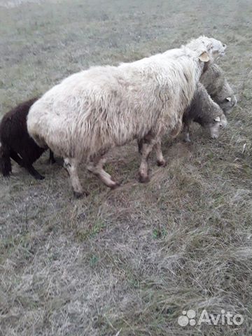 Ярки и баранчик