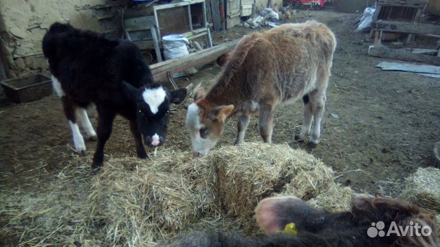 Телята породы швиц и голштина