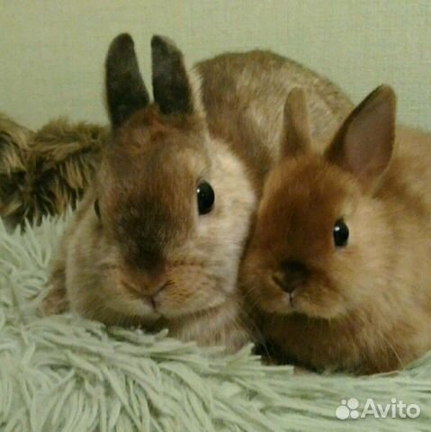 Карликовый крольчонок Палпи